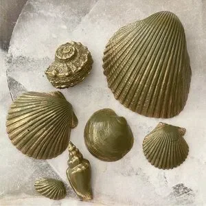 Accents | 7 Striking Natural Shells For Your Beach Decor | Poshmark